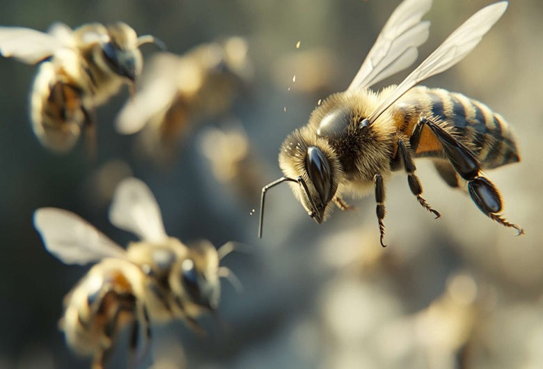 What Bees Can Teach Us About Brain Health – Health IS Wealth Group Inc
